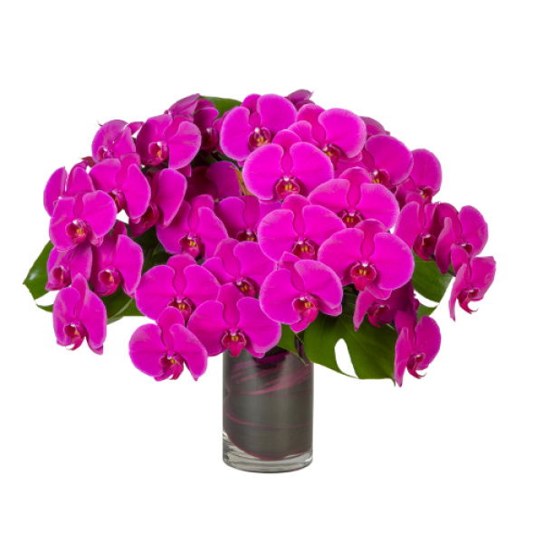 Orchids En Masse | Interfora Florist Network | Interflora | RedTicket